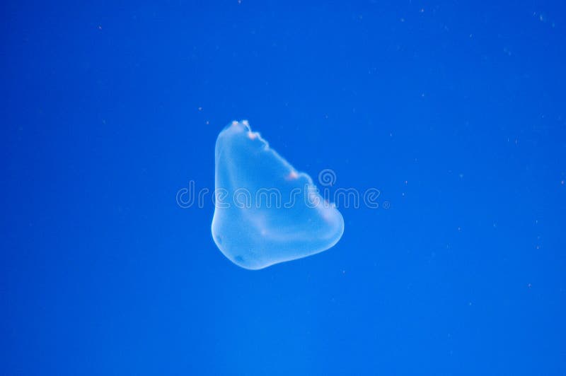 Translucent jelly fish stock photo. Image of nature, aquarium - 20767926