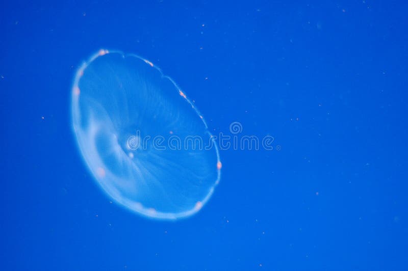 Translucent Jelly Fish Underwater Stock Image - Image of fishes ...