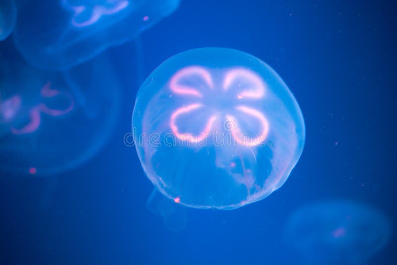 The Translucent Jellyfish Swim In The Clear Water Oceanarium Singapore ...