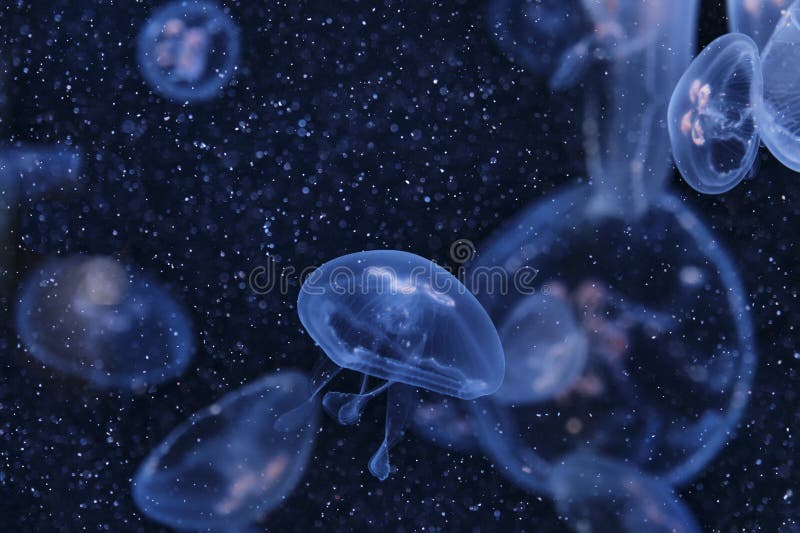 Translucent Jellyfish Float Gracefully in Deep Blue Waters, Glowing ...