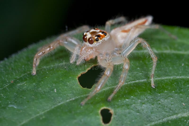 Translucent Jumping Spider in Wild Stock Photo - Image of salticidae ...