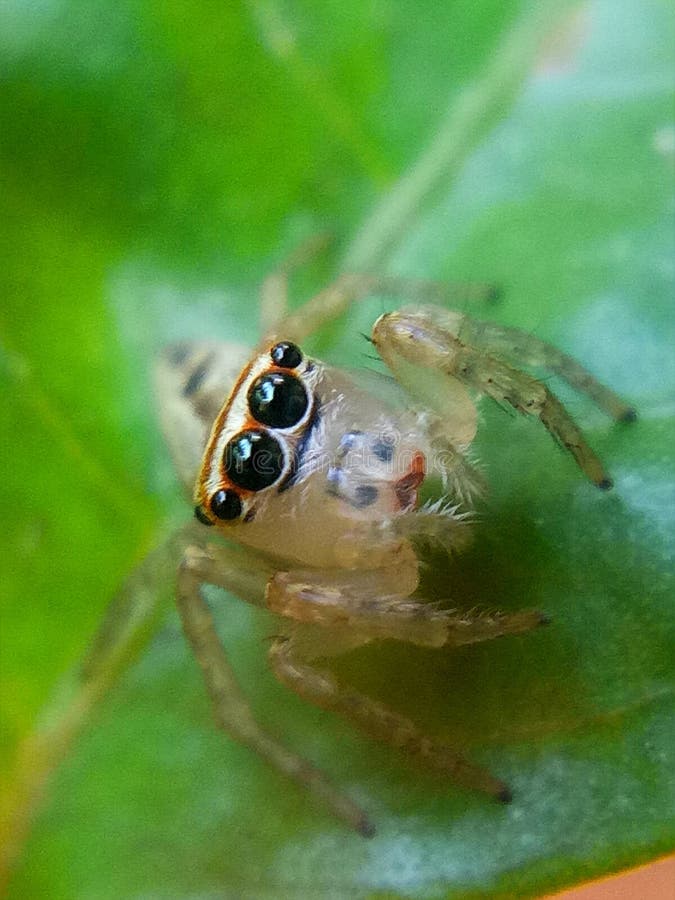Translucent Jumping Spider in Wild Stock Photo - Image of salticidae ...