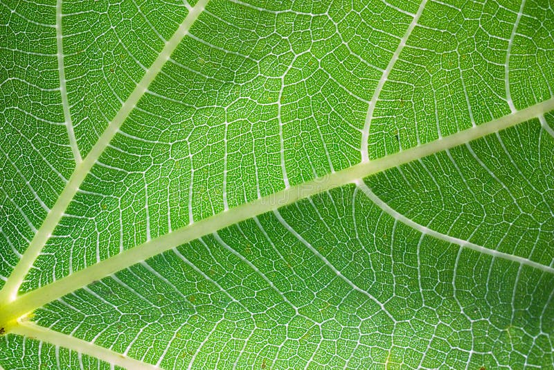 Macro leaf stock image. Image of texture, close, light - 157047