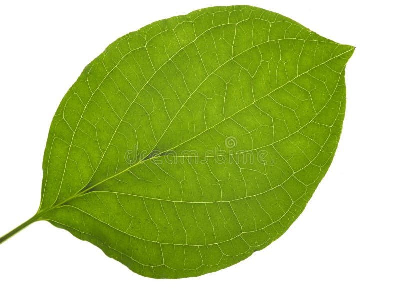 Translucent leaf stock image. Image of tree, macroleaf - 54543733