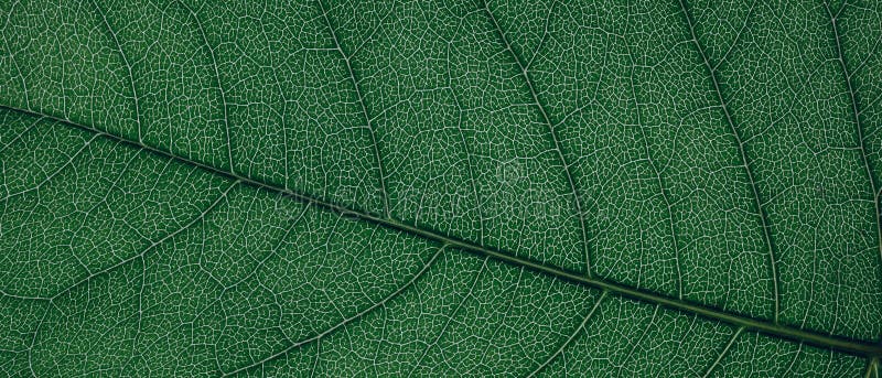Translucent Leaf of the Plant. Eco-friendly Background Stock Photo ...