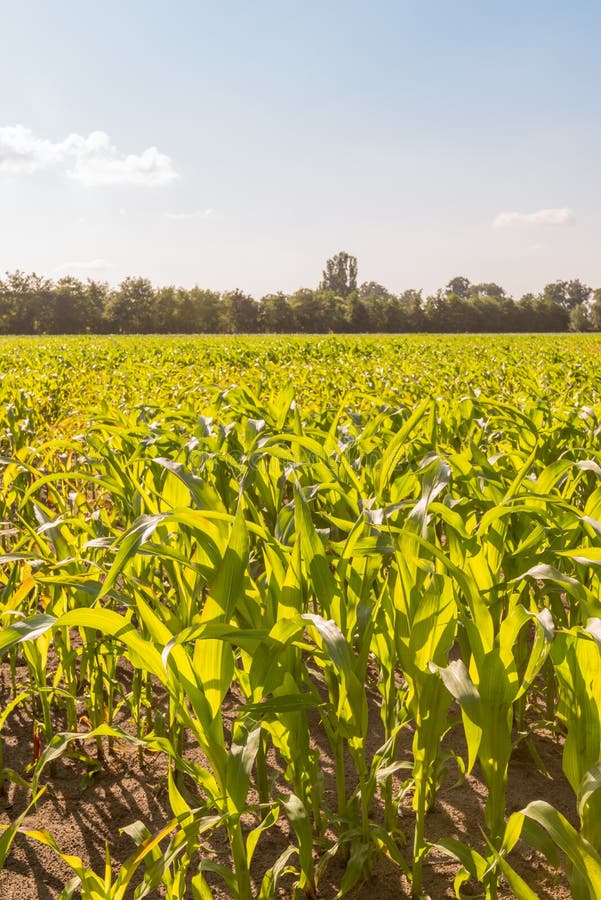 Translucent Leaves of Silage Maize Due To Backlight Stock Image - Image ...