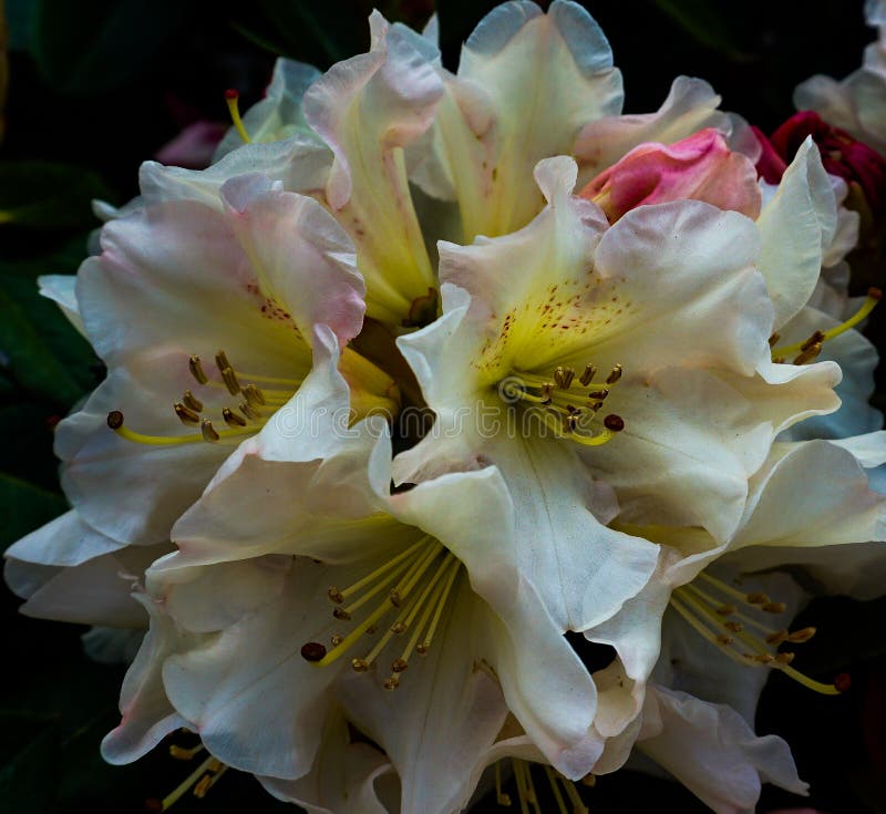 Translucent Lily stock image. Image of fronds, botanicals - 180044061