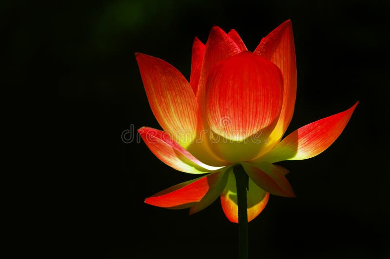 Lotus flower stock image. Image of plant, tropical, flower - 36967007