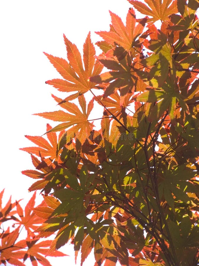 Translucent Maple Leaves stock photo. Image of orange, opaque - 609430