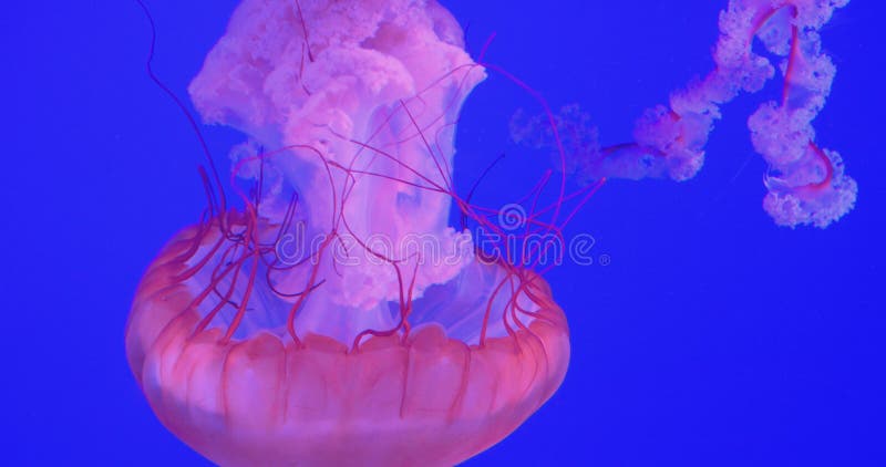 Translucent Marine Creature Drifting Weightlessly through Deep Blue ...