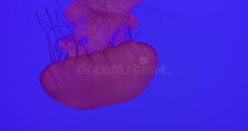 Translucent Pink Jellyfish Drifting Gently through Deep Blue Water ...
