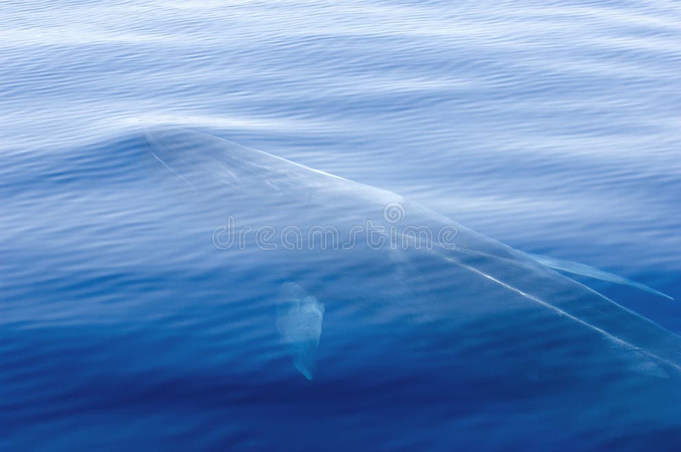 Translucent sea stock image. Image of reflection, blue - 2257353