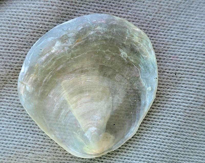 Translucent Shell on a Net Background Stock Photo - Image of ...