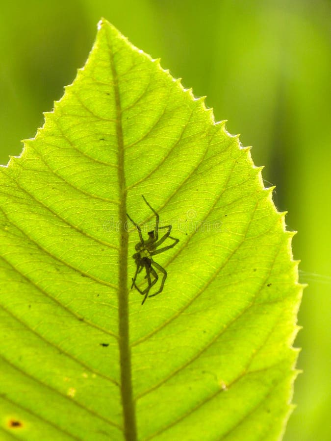 Translucent spider stock image. Image of spider, spiral - 20966375
