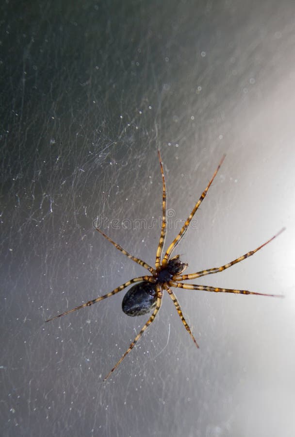 Translucent spider on web stock photo. Image of arachnid - 14893844