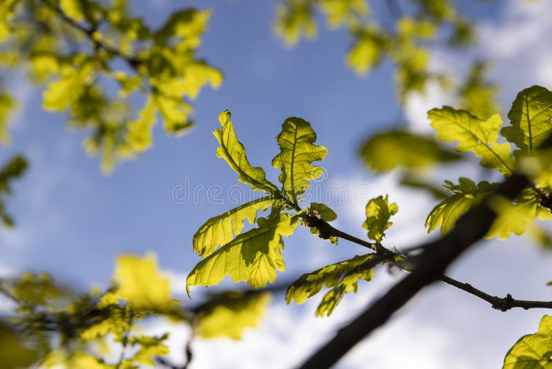 Translucent Spring Oak Foliage and Oak Catkins during Flowering Stock ...