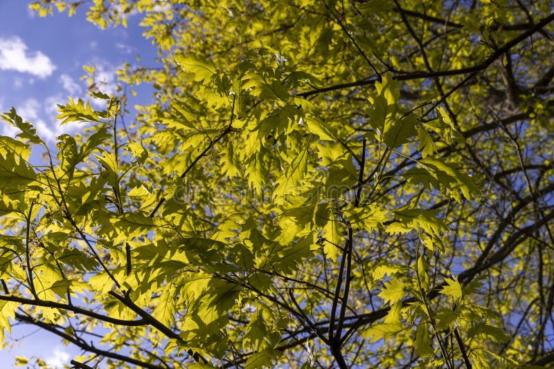 Translucent Spring Oak Foliage and Oak Catkins during Flowering Stock ...