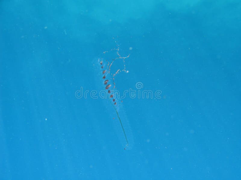 Translucent Structure of a Small Jellyfish Stock Image - Image of ...