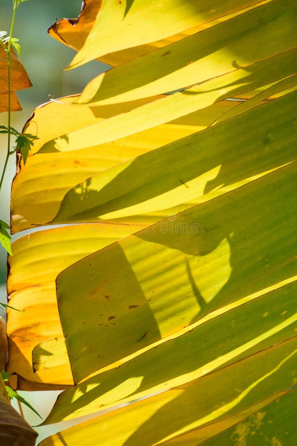 Translucent Tree Leaves on Sunlight Summer Sunny Day. Stock Photo ...
