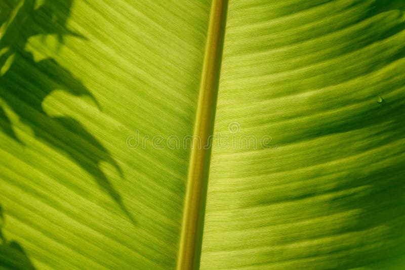 Translucent Tree Leaves on Sunlight Summer Sunny Day. Stock Photo ...