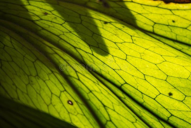 Translucent Tree Leaves on Sunlight Summer Sunny Day.Thailand. Stock ...