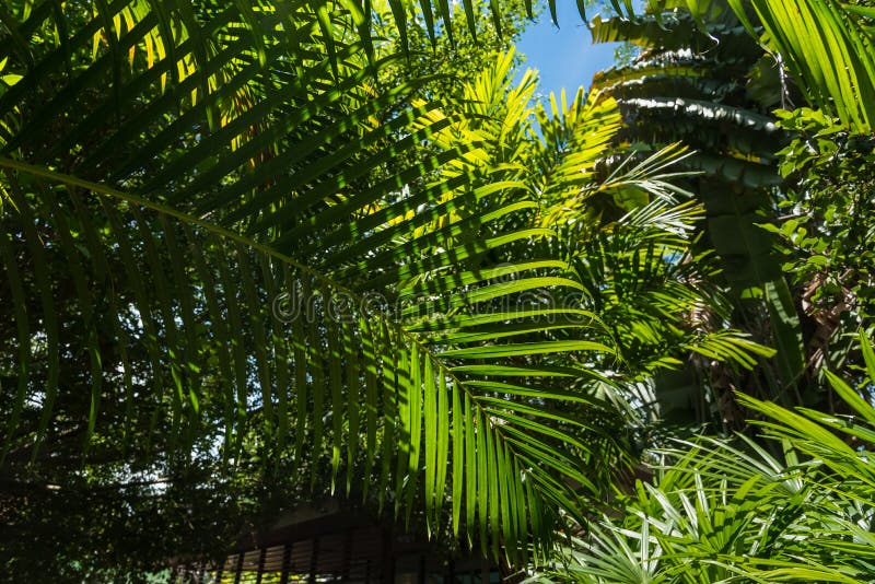 Translucent Tree Leaves on Sunlight Summer Sunny Day.Thailand. Stock ...