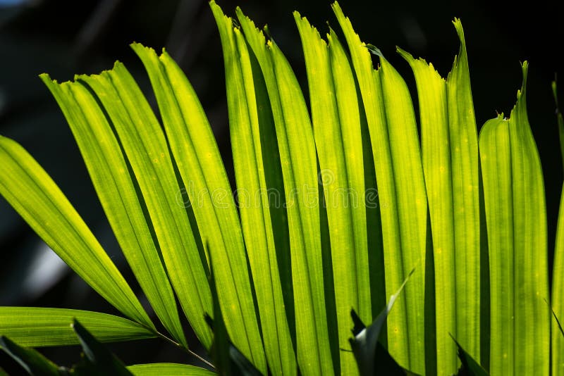 Translucent Tree Leaves on Sunlight Summer Sunny Day.Thailand. Stock ...