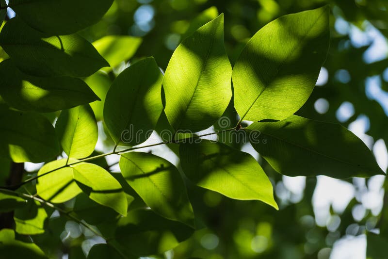 Translucent Tree Leaves on Sunlight Summer Sunny Day.Thailand. Stock ...