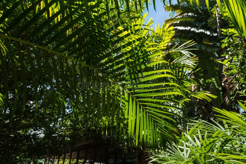Translucent Tree Leaves on Sunlight Summer Sunny Day.Thailand. Stock ...