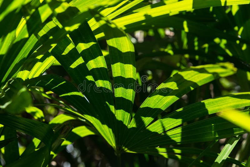 Translucent Tree Leaves on Sunlight Summer Sunny Day.Thailand. Stock ...