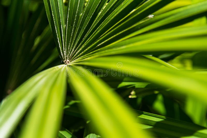 Translucent Tree Leaves on Sunlight Summer Sunny Day.Thailand. Stock ...