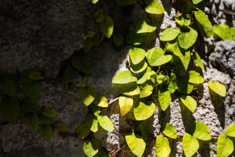 Translucent Tree Leaves on Sunlight Summer Sunny Day.Thailand. Stock ...
