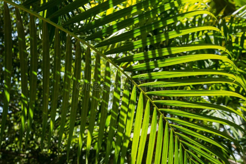 Translucent Tree Leaves on Sunlight Summer Sunny Day.Thailand. Stock ...