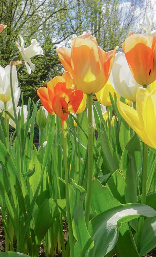 Translucent Tulips stock image. Image of daisy, gardens - 180044059