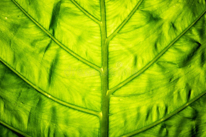 Translucent Vein Texture. Leaf Texture. Leaves Background Stock Image ...