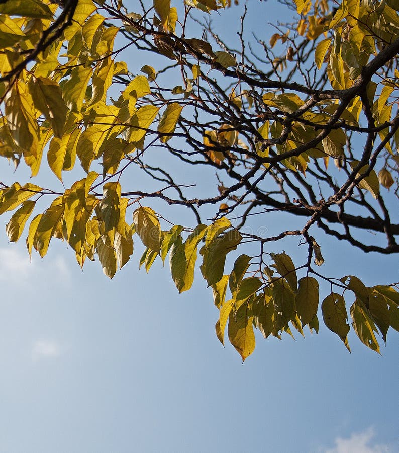TRANSLUCENT YELLOW LEAVES stock photo. Image of outdoors - 94977994