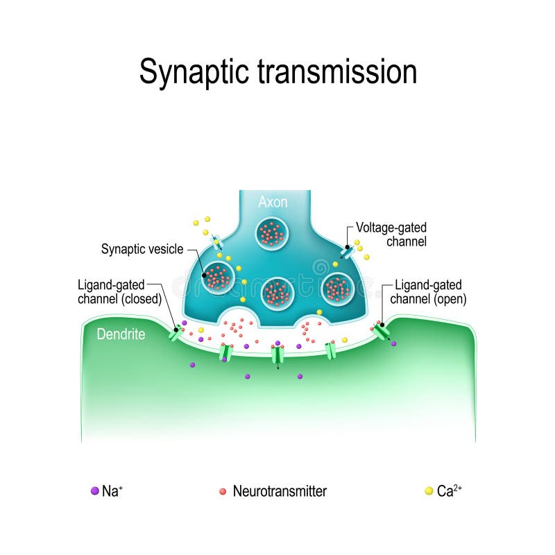 Estrutura De Uma Sinapse Química Típica Releas Do Neurotransmissor ...