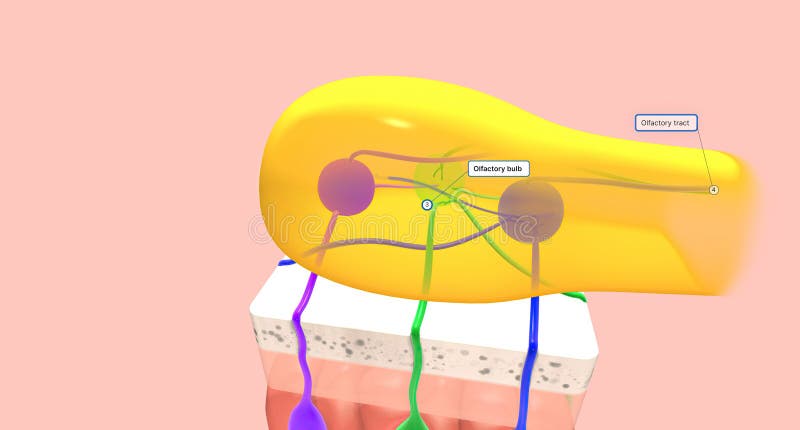 The Transmission of Action Potential Stock Illustration - Illustration ...