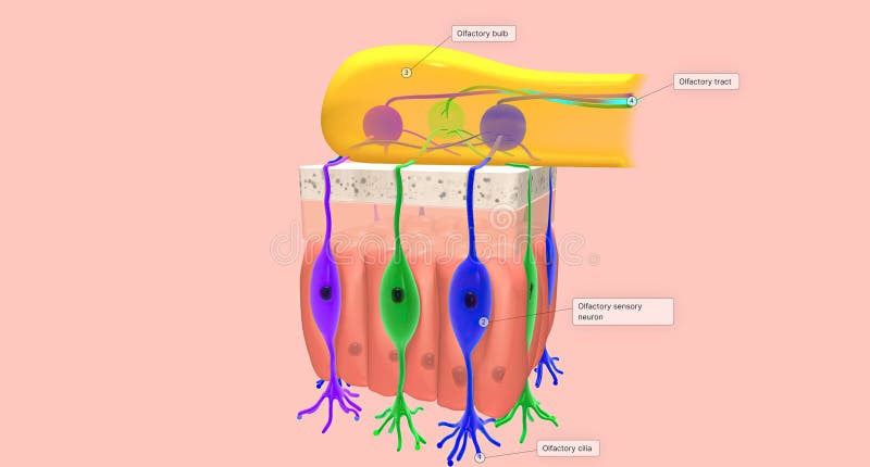The Transmission of Action Potential Stock Illustration - Illustration ...