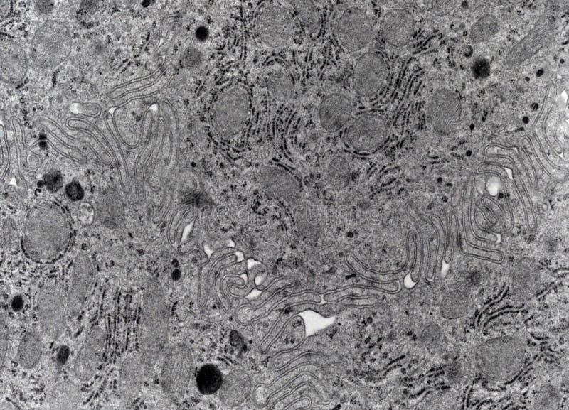 Cell interdigitations stock image. Image of cytology - 117239907