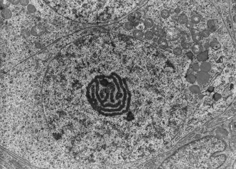 Nuclear envelope. TEM stock image. Image of micrograph - 117240011