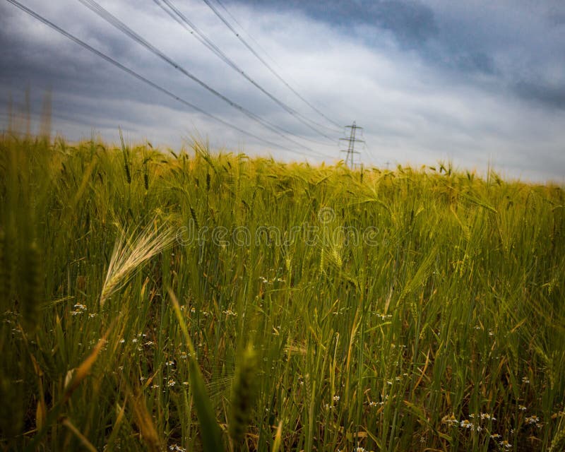 Transmission Towers in a Field on a Cloudy Day Stock Image - Image of ...