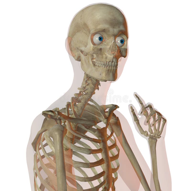 Menselijk Lichaam, Torso Skelet- En Spierstelsel- En ...