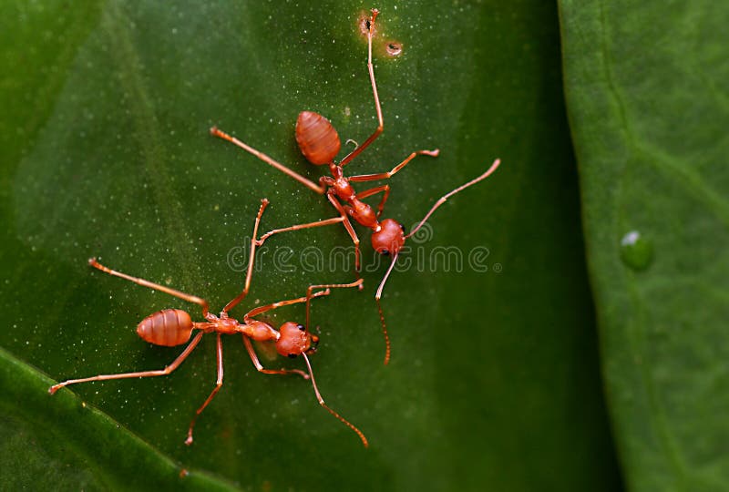 Transparante Rode Mieren Met Bladeren Stock Foto - Image of groen ...