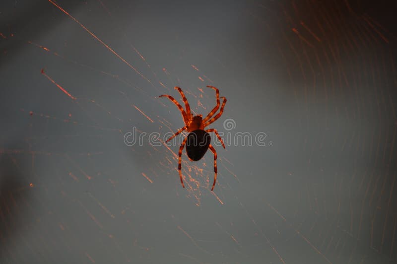 Oranje Spin stock foto. Image of alleen, thailand, tropisch - 56708840