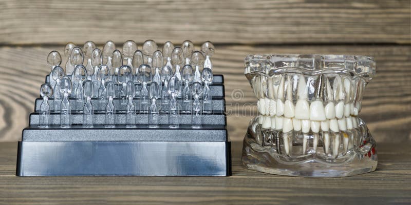 Transparent Anatomical Teeth and Gums on Wooden Surface with Blurred ...