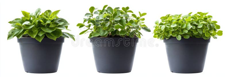 A Transparent Background is Used To Isolate Three Variations of a ...