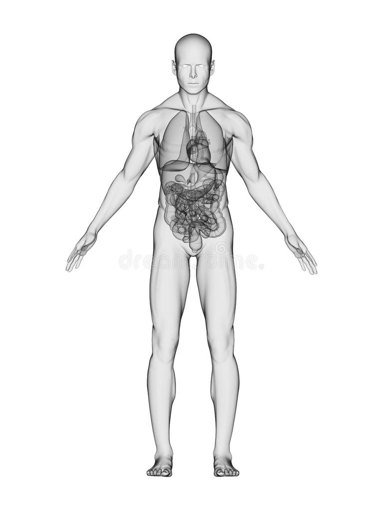 Transparent Body Stock Illustrations – 32,582 Transparent Body Stock ...