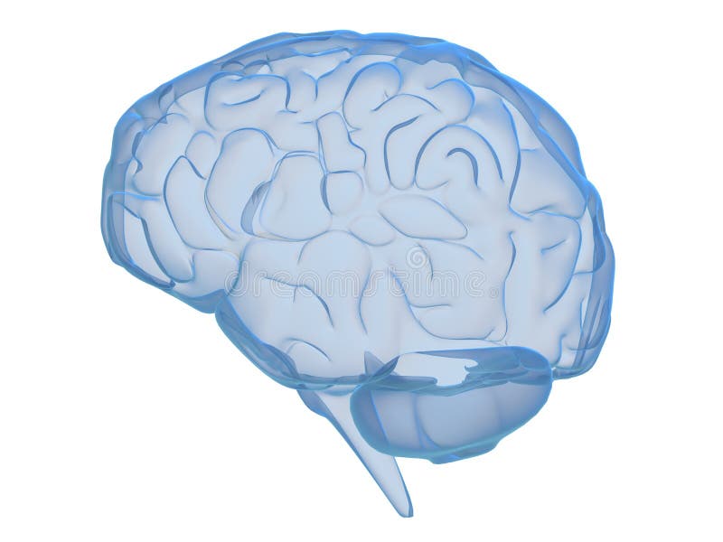 Transparent brain stock illustration. Illustration of psychology - 4501670