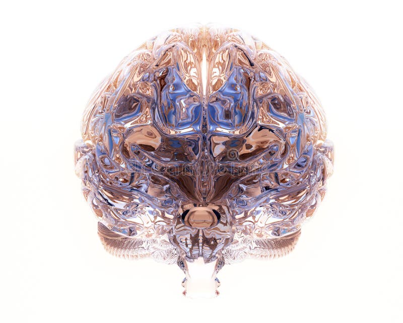 Smooth Brain Stock Illustrations – 525 Smooth Brain Stock Illustrations ...